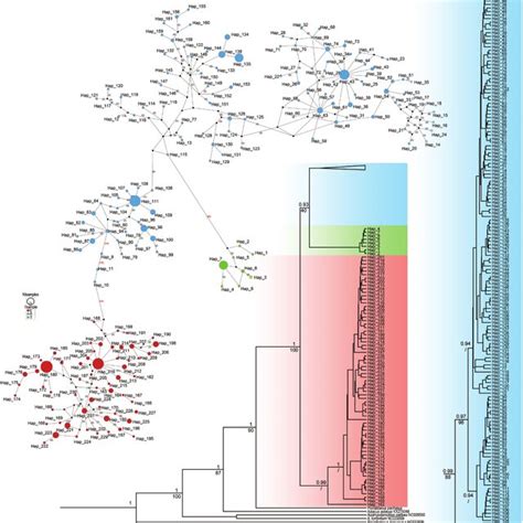 Median Joining Mj Network And Maximum Credibility Tree For