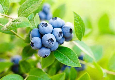 Bilberry Growing Pruning And Care