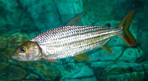 Tigerfish Hydrocynus Vittatus Complete Guide With Habitat Diet