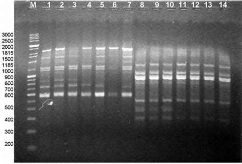 Rapd Analysis Of Isolates Of Trichoderma Spp Lane M Low Range Dna Download Scientific