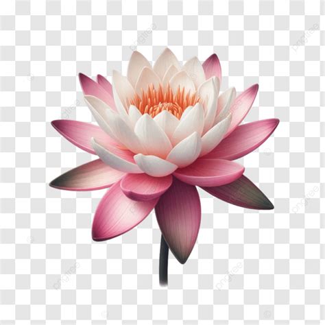 A Realistic Pink And White Water Lilly Picture Water Lilly Water Lilly Image Lilly Png