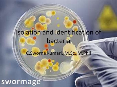 Isolation And Identification Of Microorganism