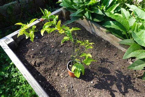Passion Fruit Vine In A Pot With Green Leaves Situated In A Raised