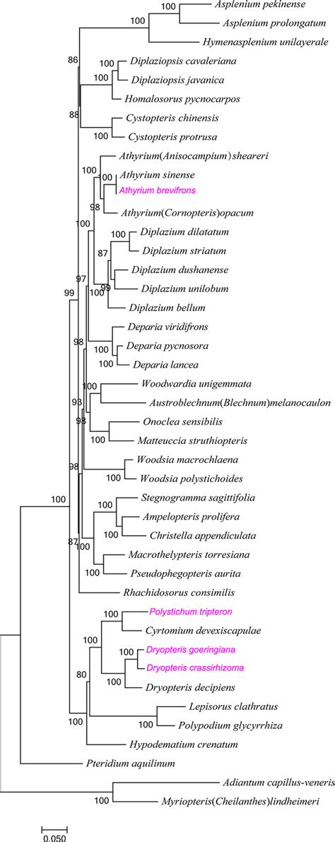 Molecular Phylogenetic Tree On 43 Fern Species The Tree Was Download Scientific Diagram