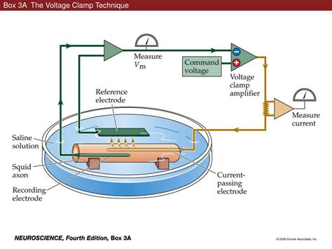 PPT Box A The Voltage Clamp Technique PowerPoint Presentation Free Download ID