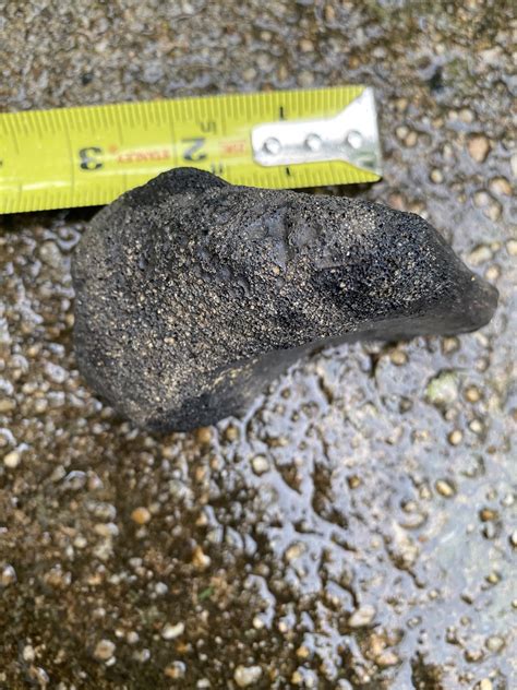 Is This Humerus Or Is It A Tibia Fossil Id The Fossil Forum