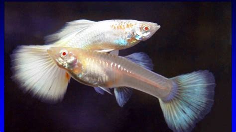 Guppys Color Genetics By Dr Sergey Apryatin Youtube