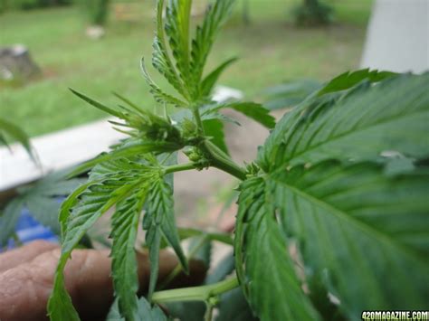 How Do I Determine A Female Sex Plant From A Male Page Magazine