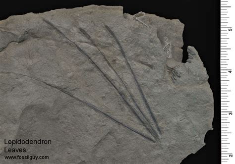 Fossilguy Com Carboniferous Fossil Fern Identification