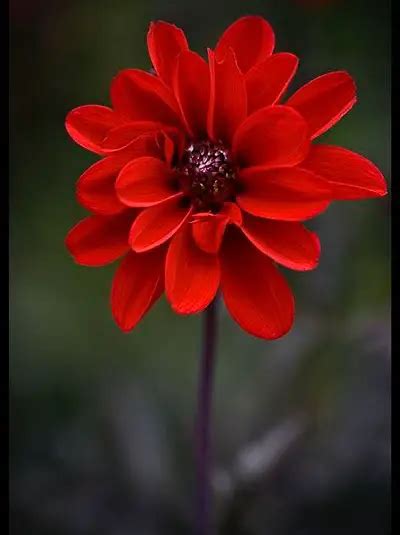 แจก วอปเปเปอร์โทนสีแดง ️ แกลเลอรีที่โพสต์โดย Chonthicha 🤍 Lemon8