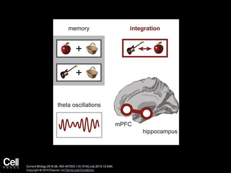 hippocampal prefrontal theta oscillations support memory integration