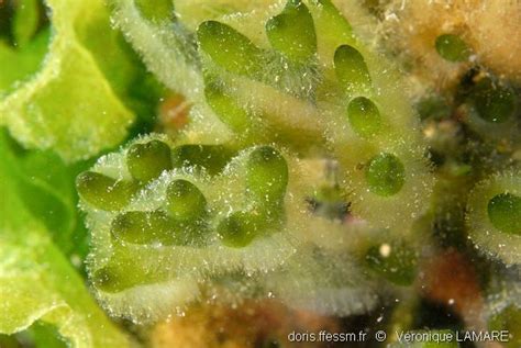 Codium Fragile Subsp Fragile Doris