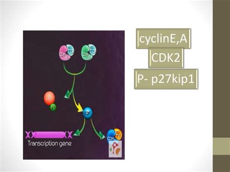 Cyclin Dependent Kinases Pptx Endocrine And Metabolic Diseases Diseases And Conditions