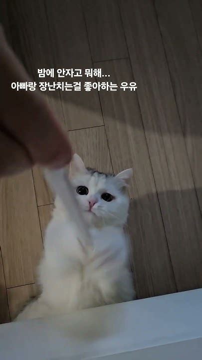 거실에서 머하나 하고 나갔더니 저렇게 아빠랑 둘이 놀고 있는 우유🍼 고양이 집사의일상 집사의하루 배우김호창 냥이 Youtube
