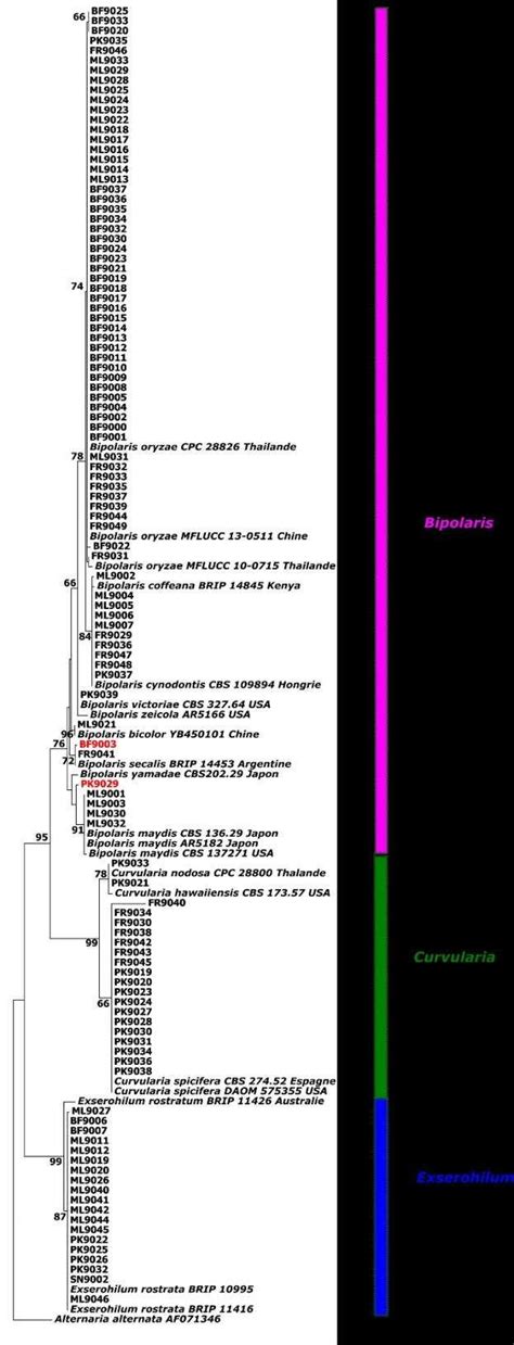 Arbre Phylogénétique Obtenu à Partir Dune Analyse De Maximum De