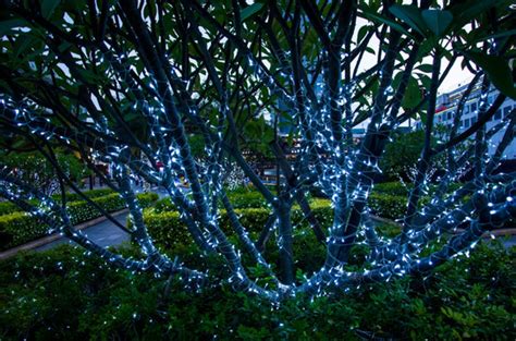 绕树灯串装饰灯图片素材 绕树灯串装饰灯设计素材 绕树灯串装饰灯摄影作品 绕树灯串装饰灯源文件下载 绕树灯串装饰灯图片素材下载 绕树灯串装饰灯背景素材 绕树灯串装饰灯模板下载 搜索中心