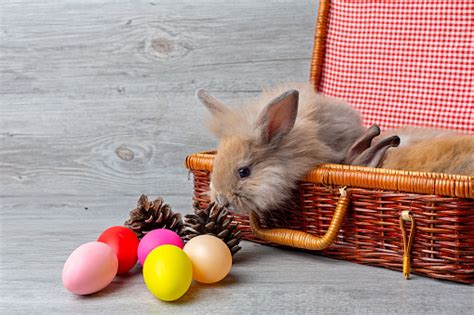 행복 한 부활절 날입니다 나무 배경에서 바구니에 갈색 토끼 나무 바탕에 그린된 부활절 달걀으로 귀여운 부활절 토끼 토끼 0명에 대한 스톡 사진 및 기타 이미지 Istock