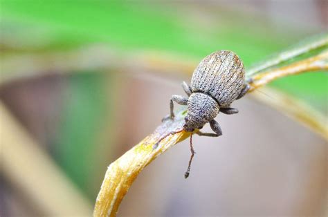 Control Black Vine Weevil With Nematodes E Nema Shop