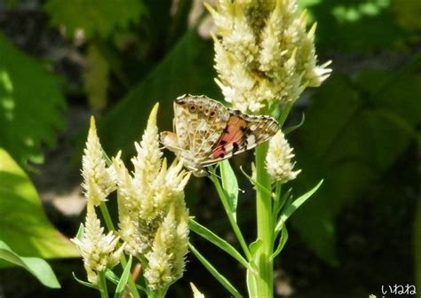ヒメアカタテハ ケイトウの花で吸蜜中 いねねの趣味三昧昆虫野鳥古寺巡り読書木工語学など 楽天ブログ