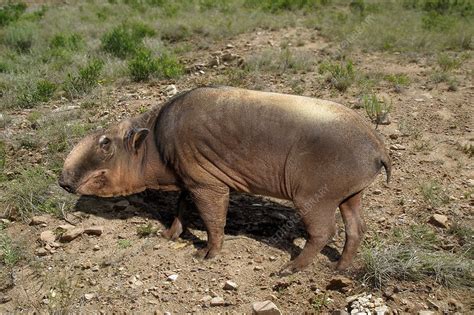 Brachycrus Illustration Stock Image C036 6765 Science Photo Library