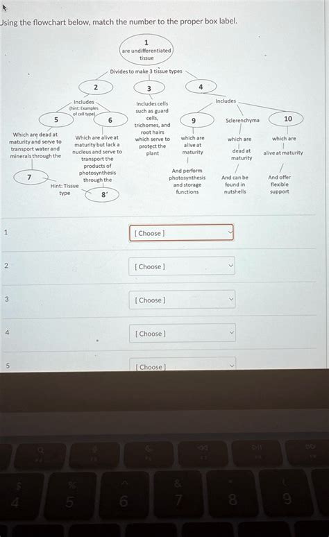 Using The Flowchart Below Match The Number To The Proper Box Label 1 Are Undifferentiated
