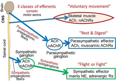 Autonomic Nervous System Physiology Physiology