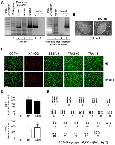 Mycoplasma Sp Infected Hues 5 884 H5 884 Cells Were Treated With Download Scientific Diagram