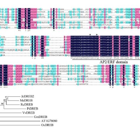 Multiple Sequence Alignment And Phylogenetic Relationships Of Jcdreb2