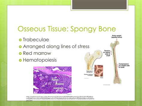 PPT Osseous Tissue And Bone Structure PowerPoint Presentation Free Download ID 2425223