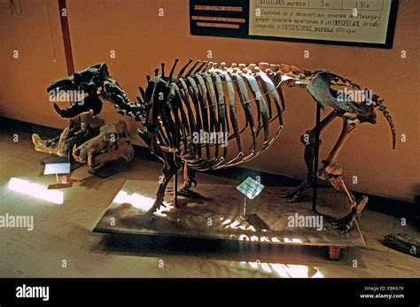 Flusspferd Hippopotamus Spec Subfossilen Skelett In Einem Museum
