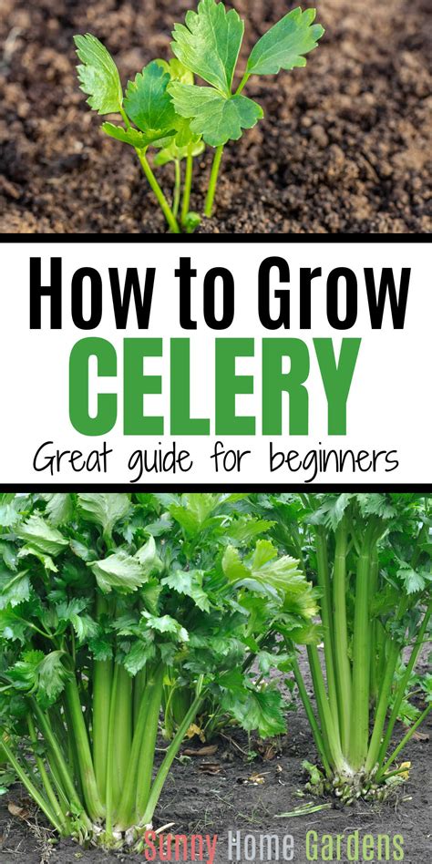 How To Grow Celery Sunny Home Gardens