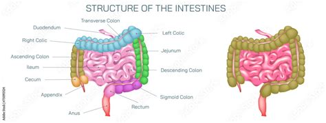 The Small Intestine Is Divided Into The Duodenum Jejunum And Ileum Small Intestine Follows