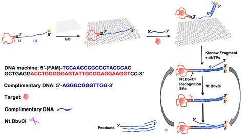 A Graphene Based Biosensing Platform Based On Regulated Release Of An Aptameric Dna Biosensor
