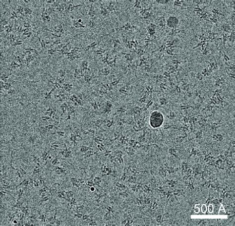 Typical Cryo Em Micrograph Of The Scfv Chromatosome Complex Scale Bar Download Scientific