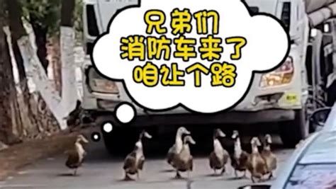 鸭群过马路遇出警消防车鸭子给消防车让路我们是认真的 关键帧 澎湃新闻 The Paper