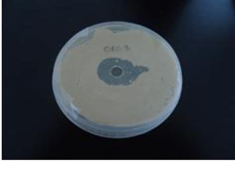 Bacillus Niabensis Semantic Scholar