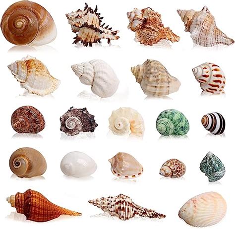 Clam Identification And Facts From Cockles To Lucines Artofit