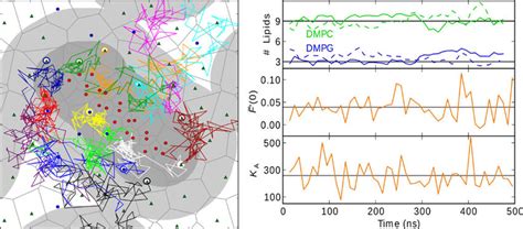 Left Diffusion Of First Shell Lipids Of The Top Leaflet Over The First Download Scientific