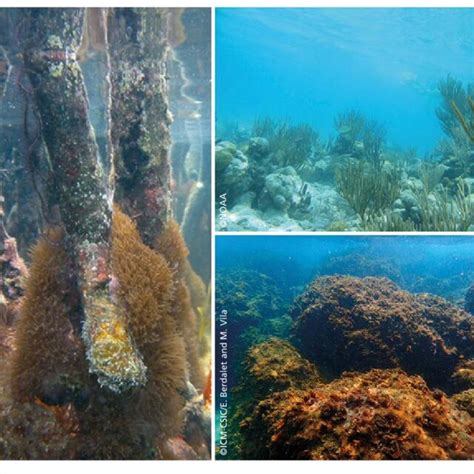 1 Complex Benthic Habitats Of A Mangrove Roots B Tropical Reefs Download Scientific