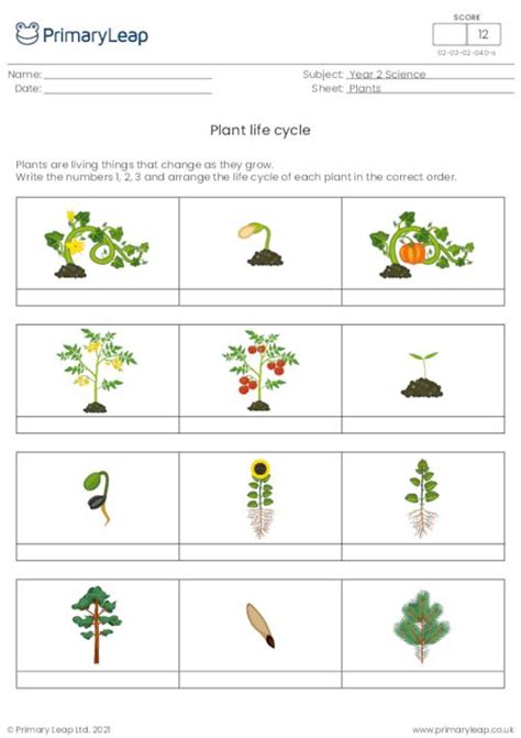 Stages Of Plant Growth Worksheet At Sofia Flick Blog