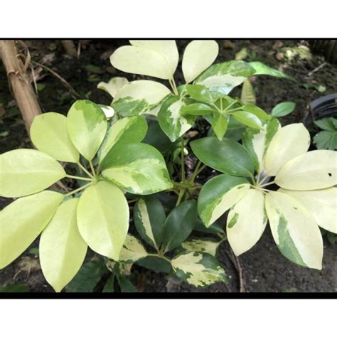 ต้นหนวดปลาหมึกกลมใบด่างสีสว่างสวย Shopee Thailand