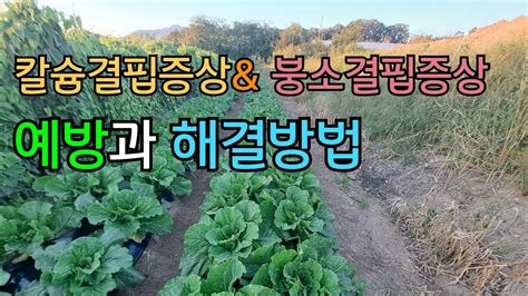 칼슘결핍증상and붕소결핍증상 예방과 해결방법 배추농사 배추 칼슘결핍증상 붕소결핍증상 Youtube
