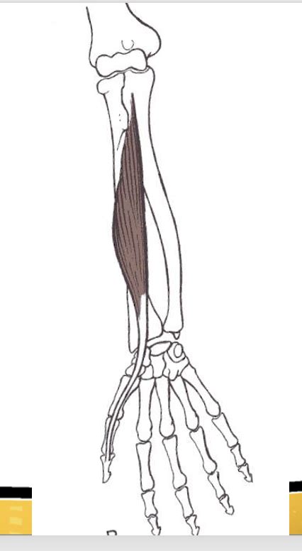 Flexor Pollicis Longus Muscle Anterior Compartment Deep Diagram Quizlet