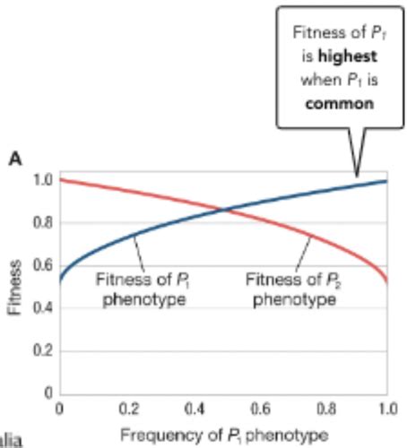 Lecture Flashcards Quizlet