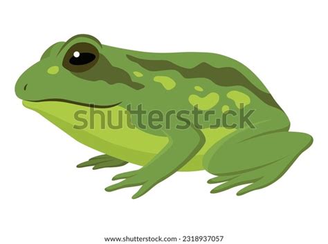 Frog Flat Photos Images And Pictures Shutterstock