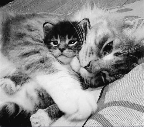 Pin By C M Toledo On Kitty Kats Baby Cats Cute Cats Beautiful Cats