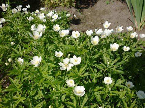 山野草涼しげな白い花 Part2 続 歌まろ花日記