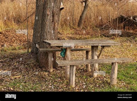 Old Wooden Table And Benches In The Forest Under The Tree A Place For A Picnic Stock Photo Alamy
