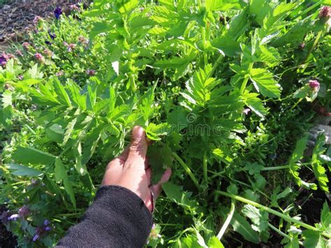Person Showing Large Parsnip Growing In Garden Stock Image Image Of Home Agriculture 259488353
