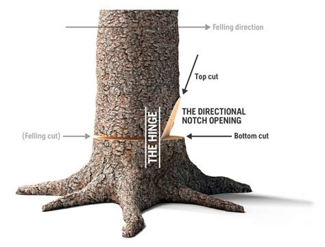 How To Safely Cut Down A Tree Yourself Beginners Guide Woodwaker